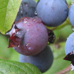 TheHungryLurker's Art